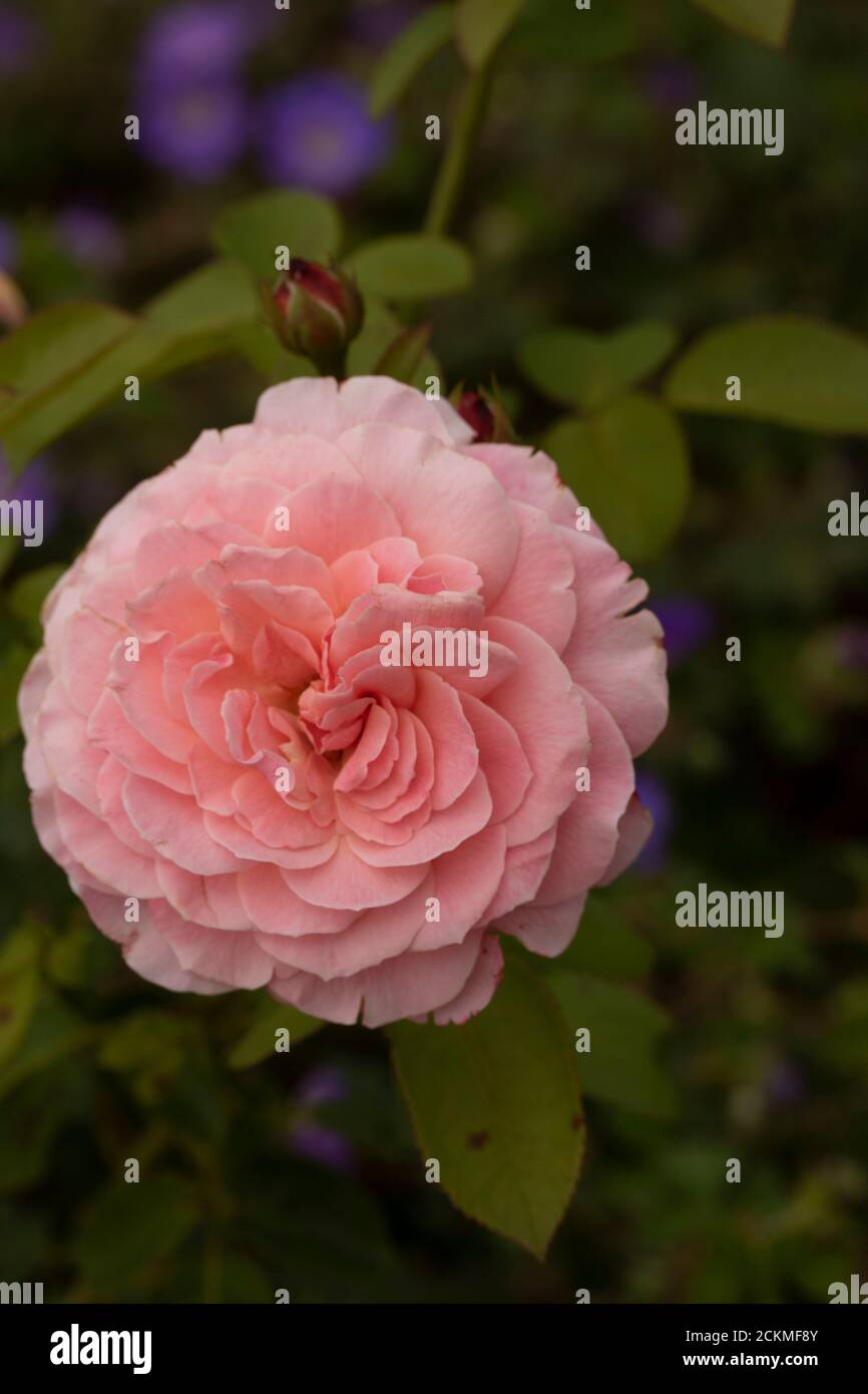 Rosa tickled pink hi-res stock photography and images - Alamy