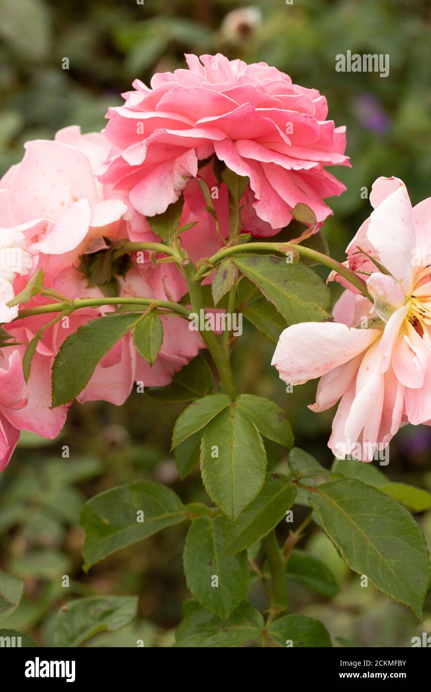 Rose Tickled Pink High Resolution Stock Photography and Images - Alamy