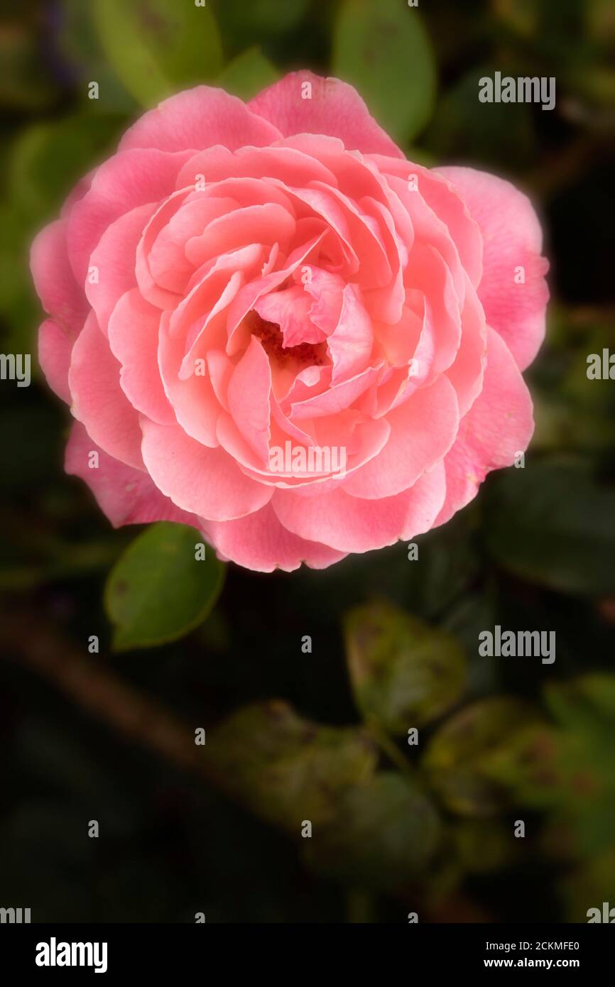 Rosa tickled pink hi-res stock photography and images - Alamy