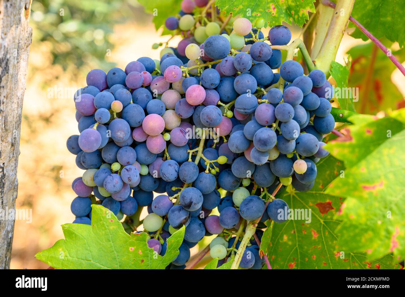 Ripe red grapes growing on vineyards in Campania, South of Italy used ...