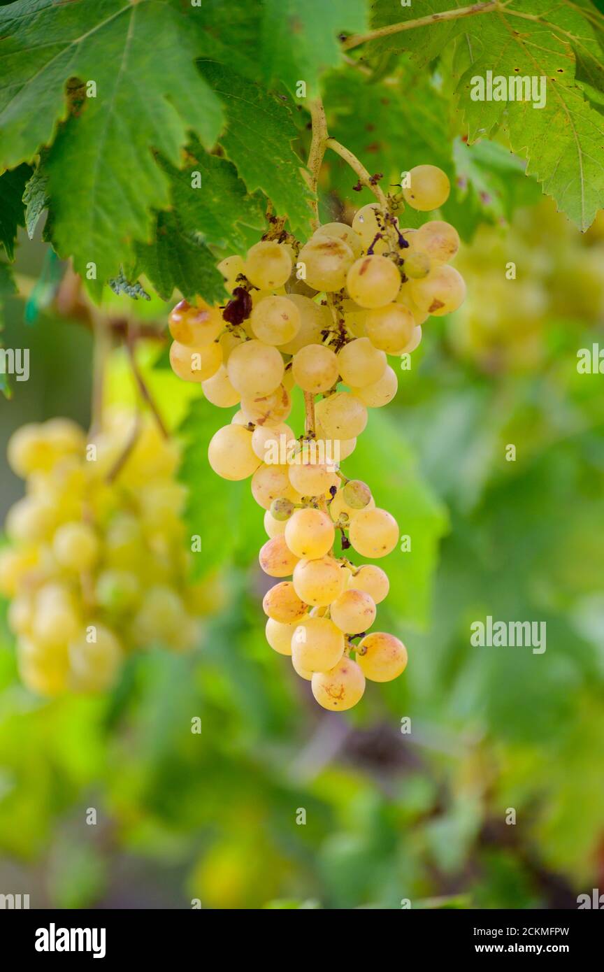 Ripe white grapes growing on vineyards in Campania, South of Italy used ...