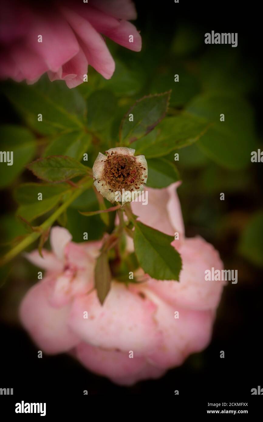 Rose tickled pink hi-res stock photography and images - Alamy