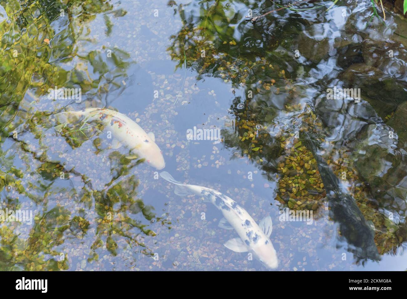 Top view three beautiful koi fishes swimming at clear pond in botanic ...