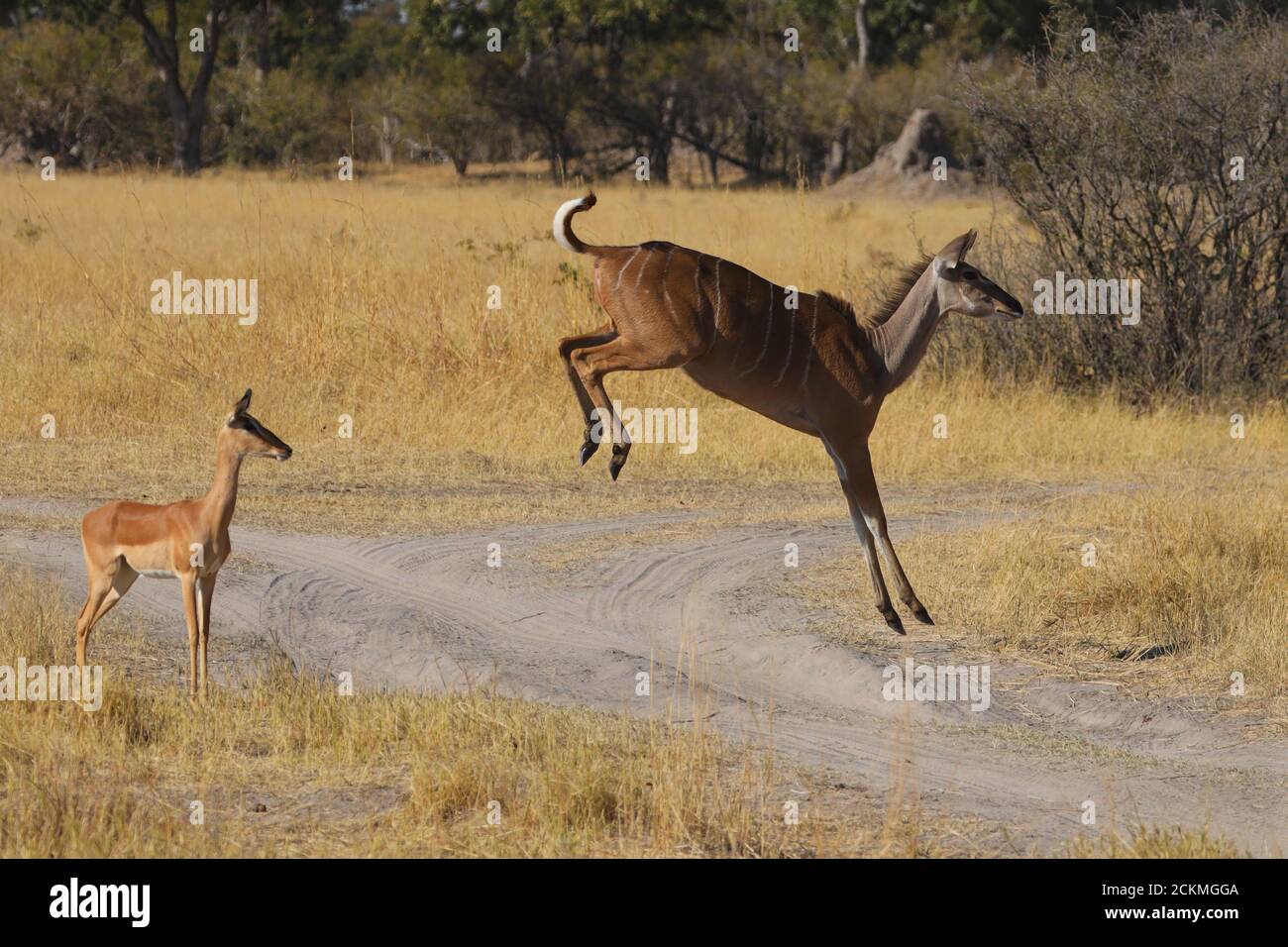 Impala Wildlife High Resolution Stock Photography and Images - Alamy