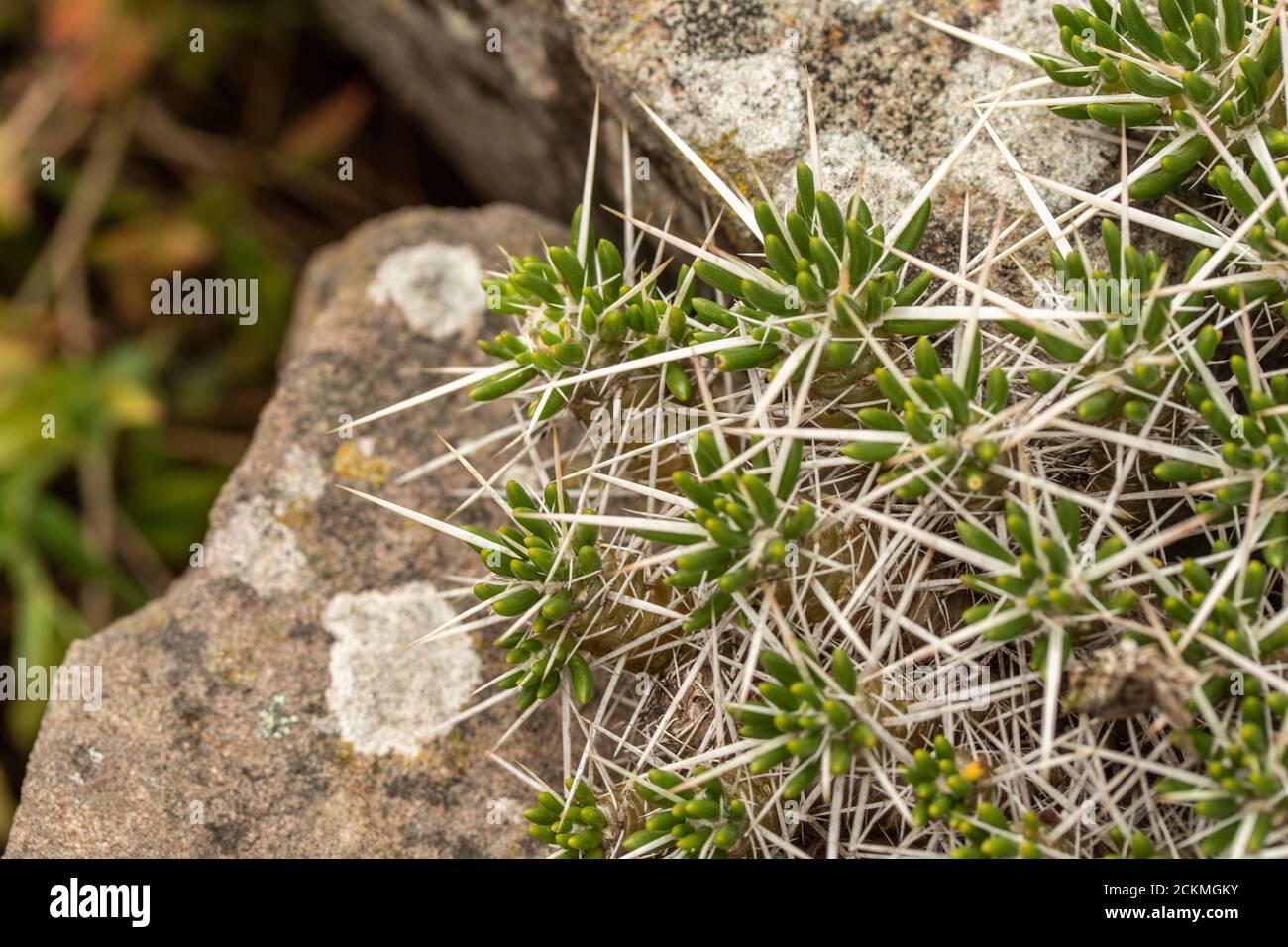 Maihuenia Poeppigii, dramatic spike natural ground cover Stock Photo ...