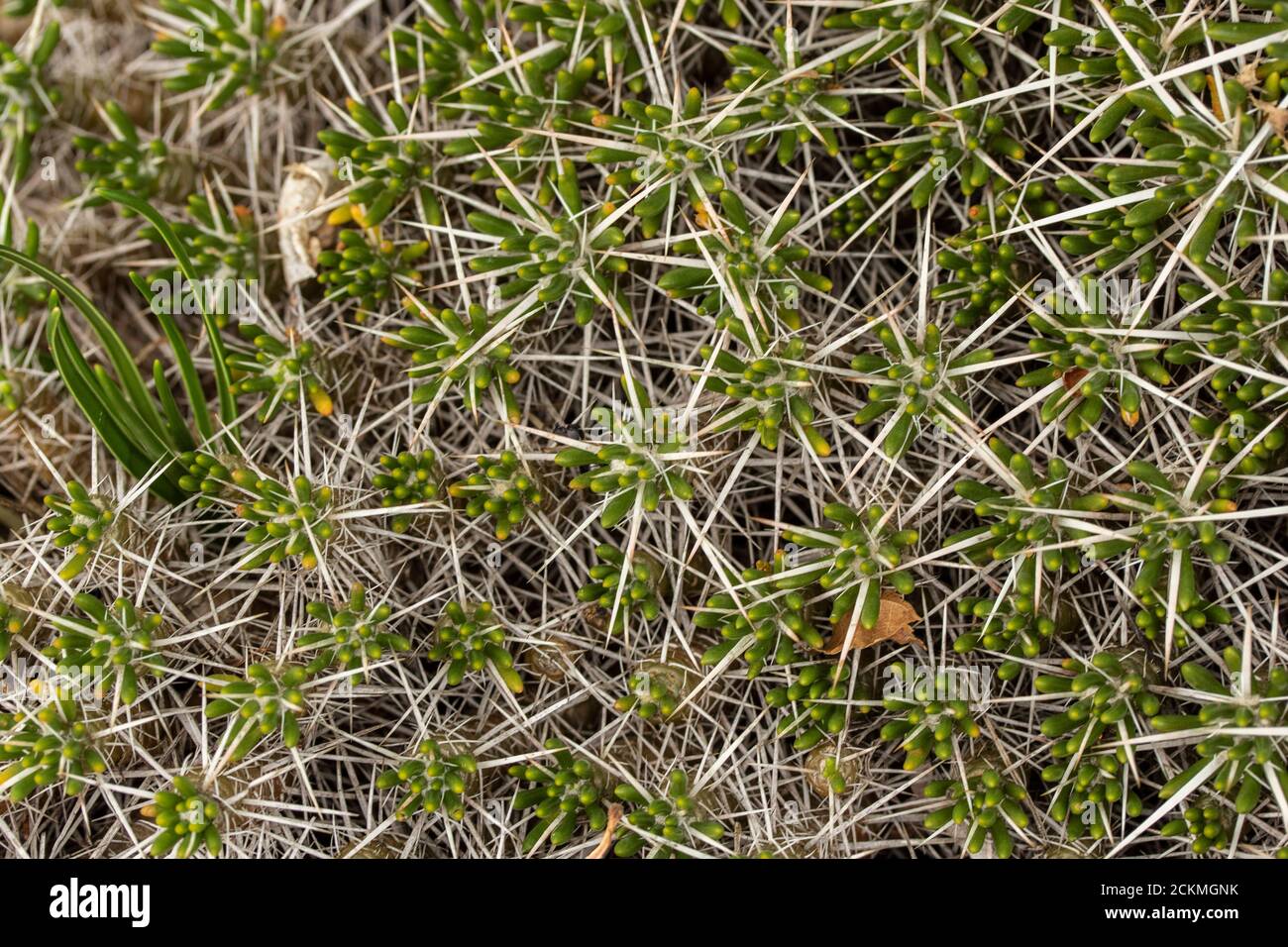 Needle Like Leaves High Resolution Stock Photography and Images - Alamy