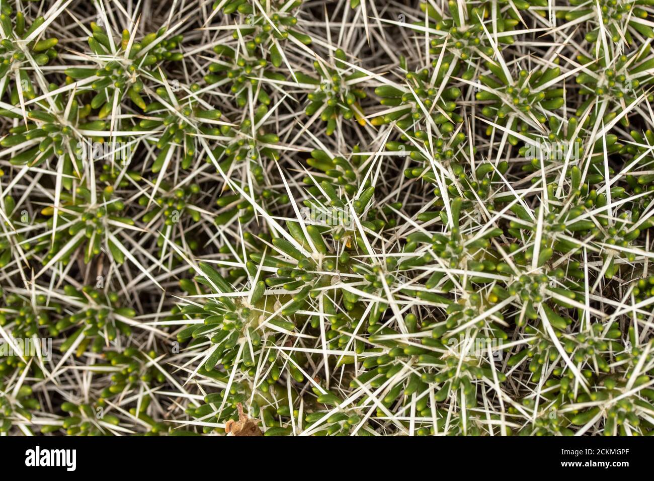 Maihuenia Poeppigii, dramatic spike natural ground cover Stock Photo ...