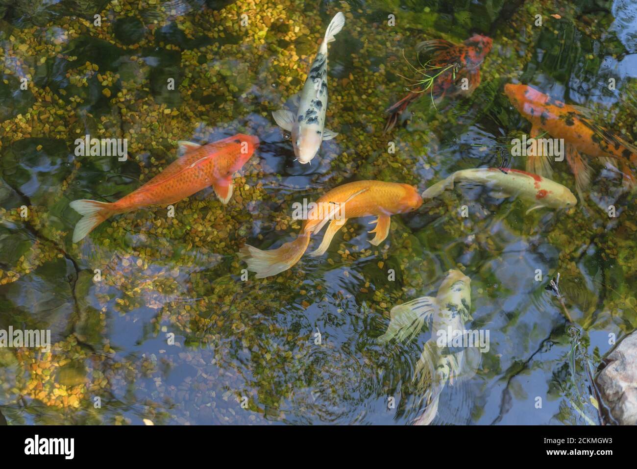 Mixed color beautiful koi fishes swimming at clear pond in botanic ...