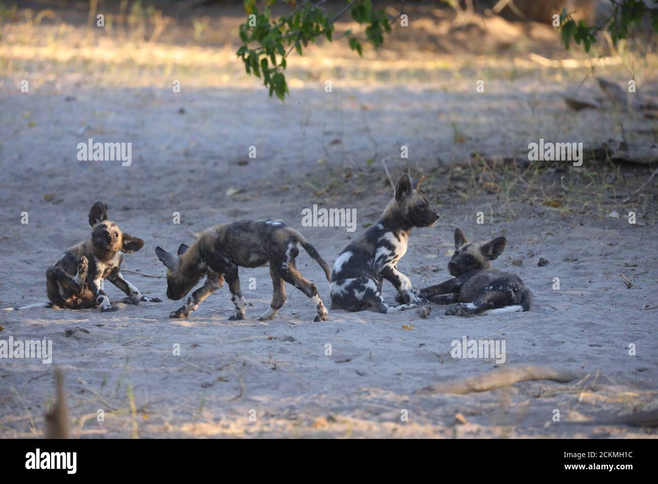 African Wild Dog Pups High Resolution Stock Photography and Images - Alamy