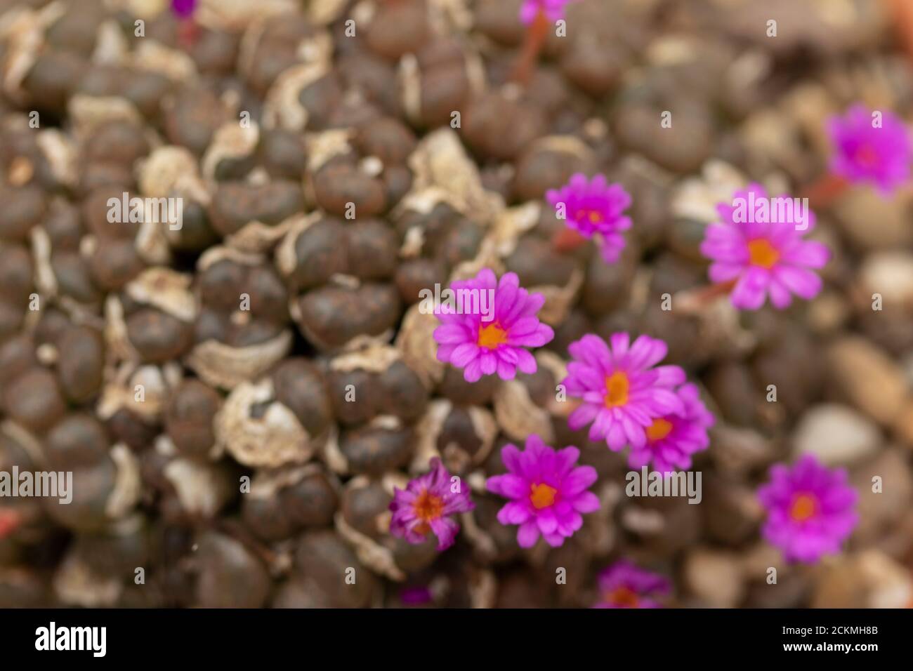 Conophytum Lithopsoides in flower Stock Photo - Alamy