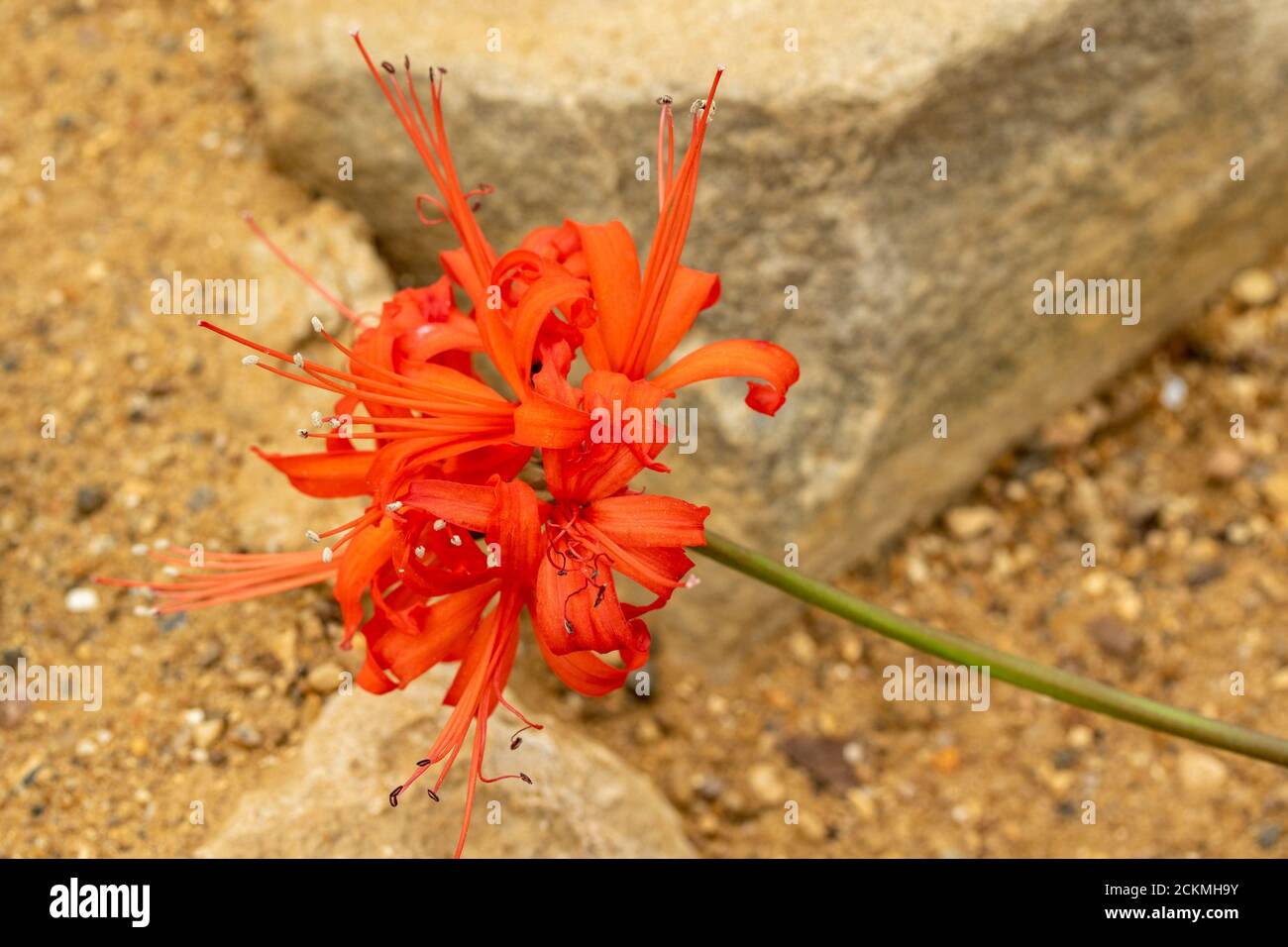 Guernsey lily nerine sarniensis hi-res stock photography and images - Alamy