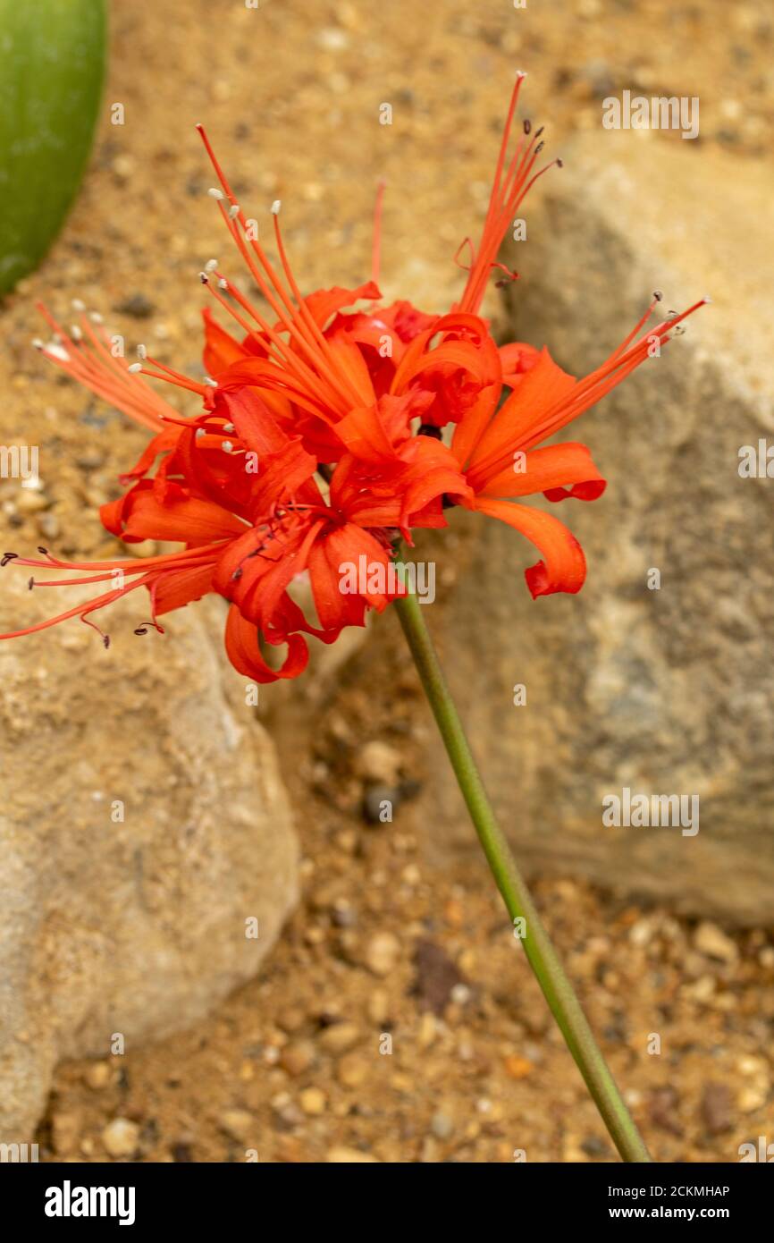 Guernsey lily nerine sarniensis hi-res stock photography and images - Alamy