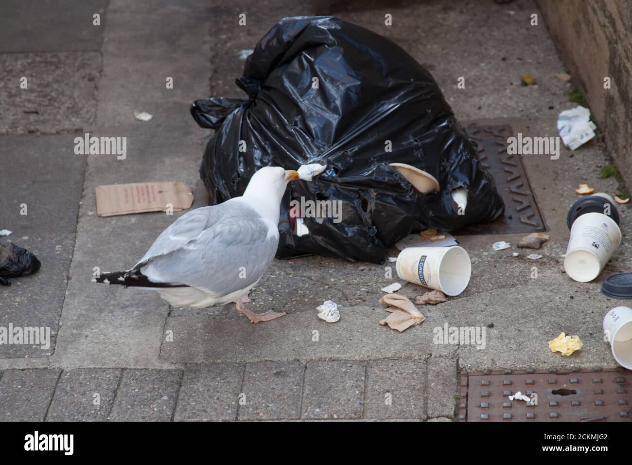 A seagull scavenging for food from a bin bag in the UK Stock Photo - Alamy