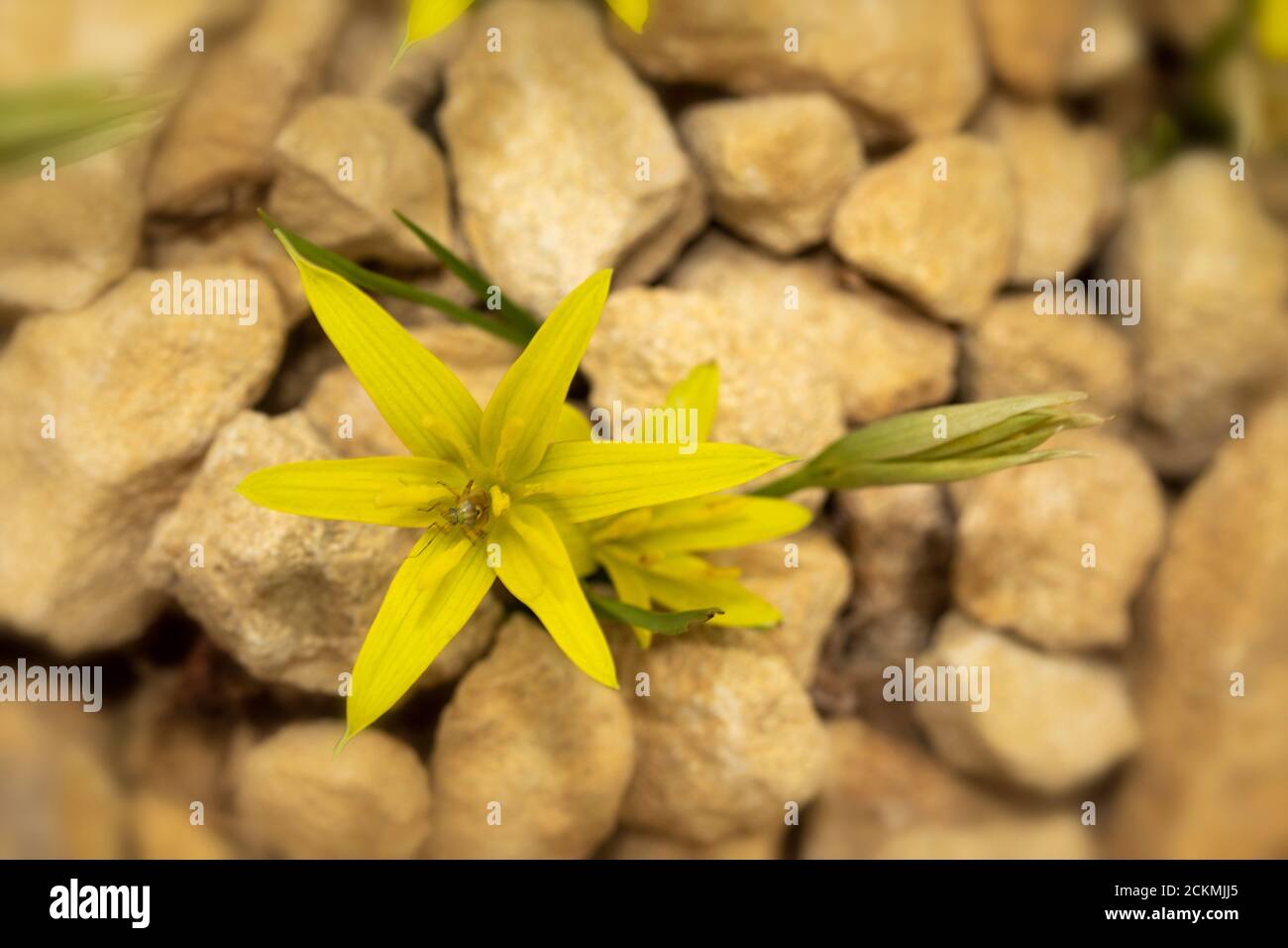 Angular horned foliage hi-res stock photography and images - Alamy