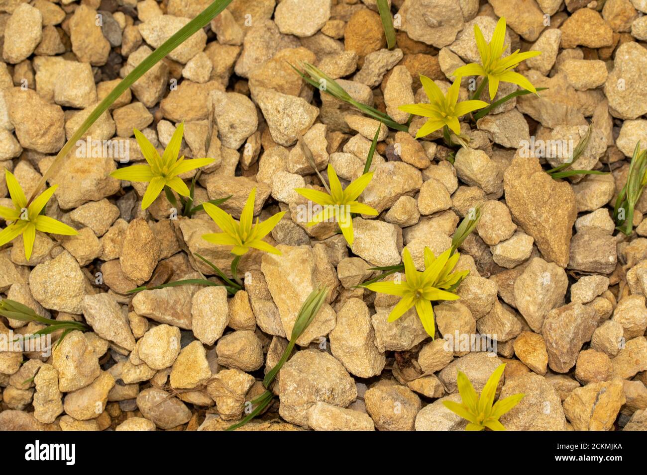 Hereroa Glenensis in flower against a pale gravel background Stock ...