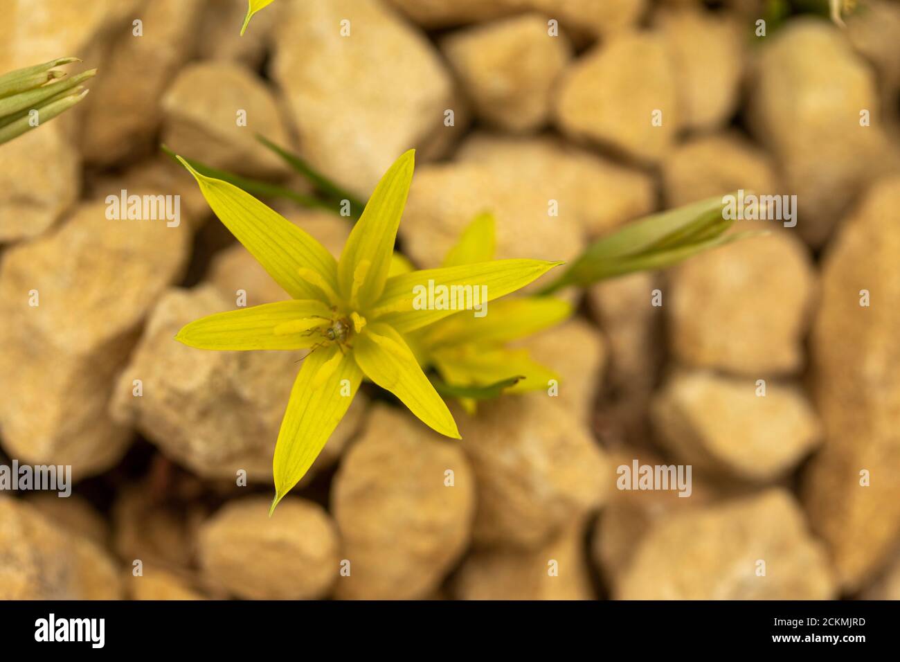 Hereroa Glenensis in flower against a pale gravel background Stock ...