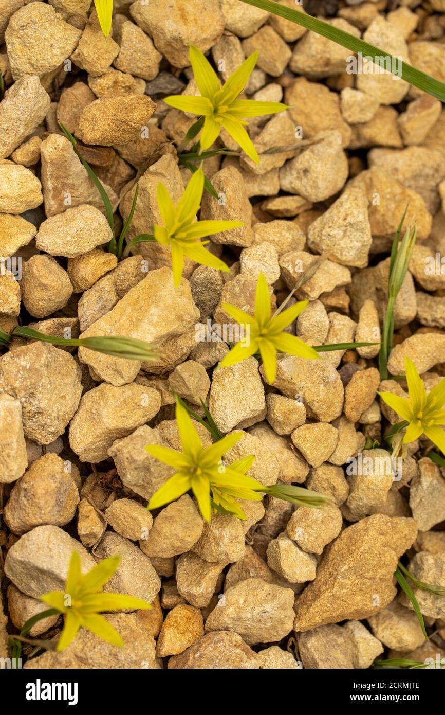 Hereroa Glenensis in flower against a pale gravel background Stock ...