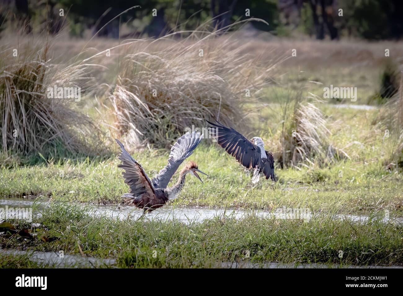 Fish eagle attacking a Goliath heron Stock Photo - Alamy