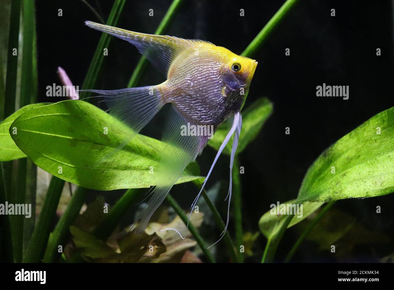 Angel fish on a planted tank Stock Photo - Alamy