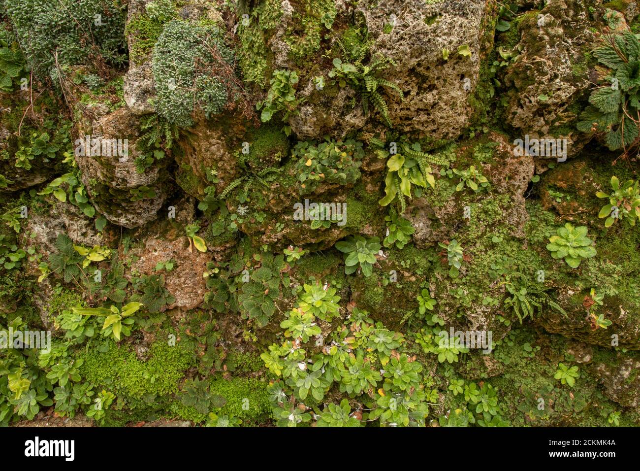 Environment friendly Green Wall (Living Wall Stock Photo - Alamy