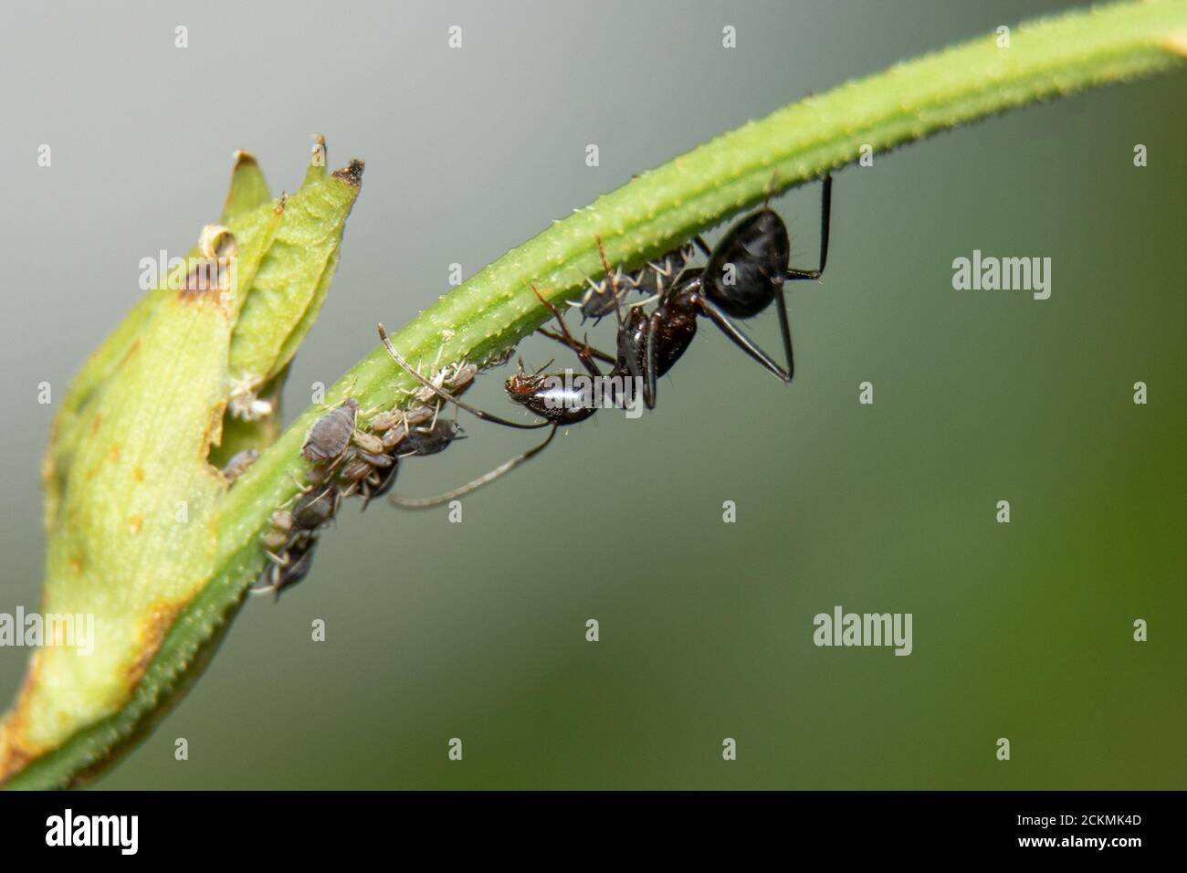 Ants and Aphids Have a Strong Relationship Stock Photo - Alamy