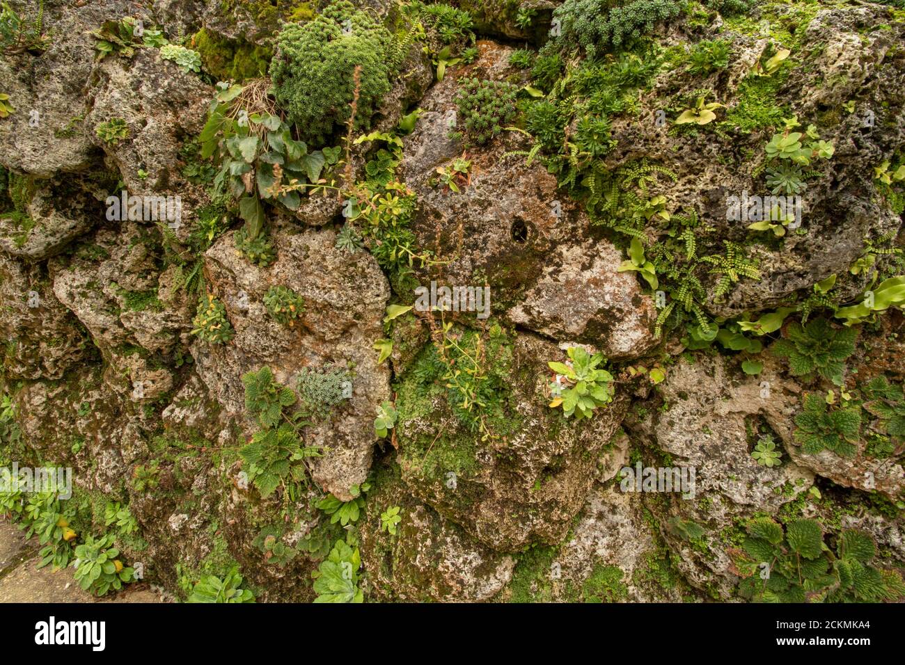 Environment friendly Green Wall (Living Wall Stock Photo - Alamy