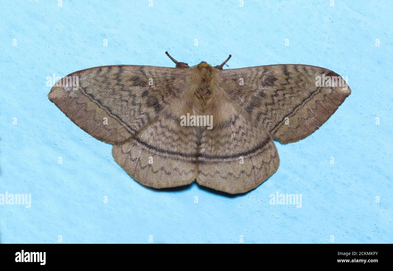 Big moth with colors hi-res stock photography and images - Alamy