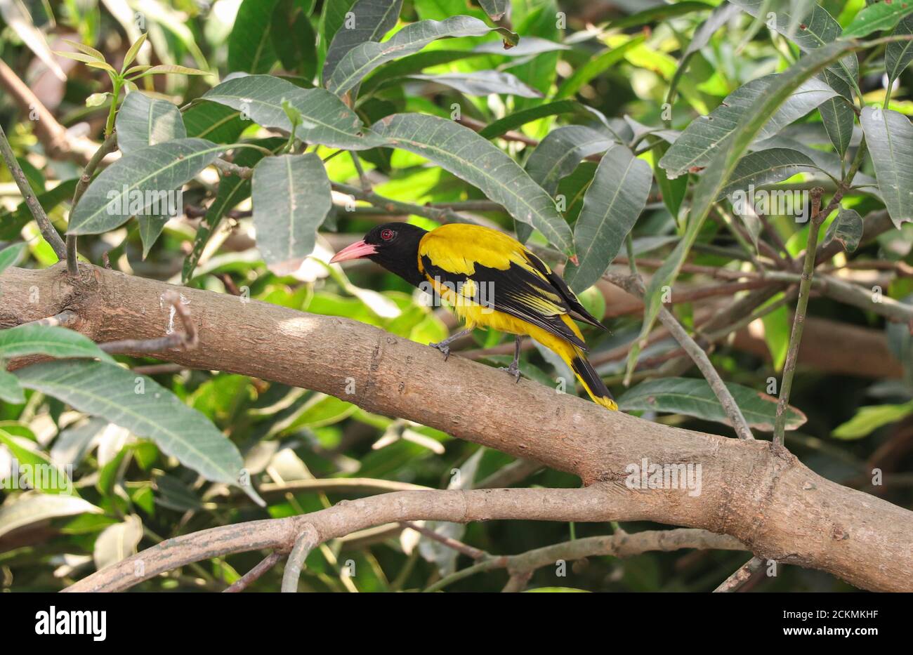 Bird on mango tree hi-res stock photography and images - Alamy