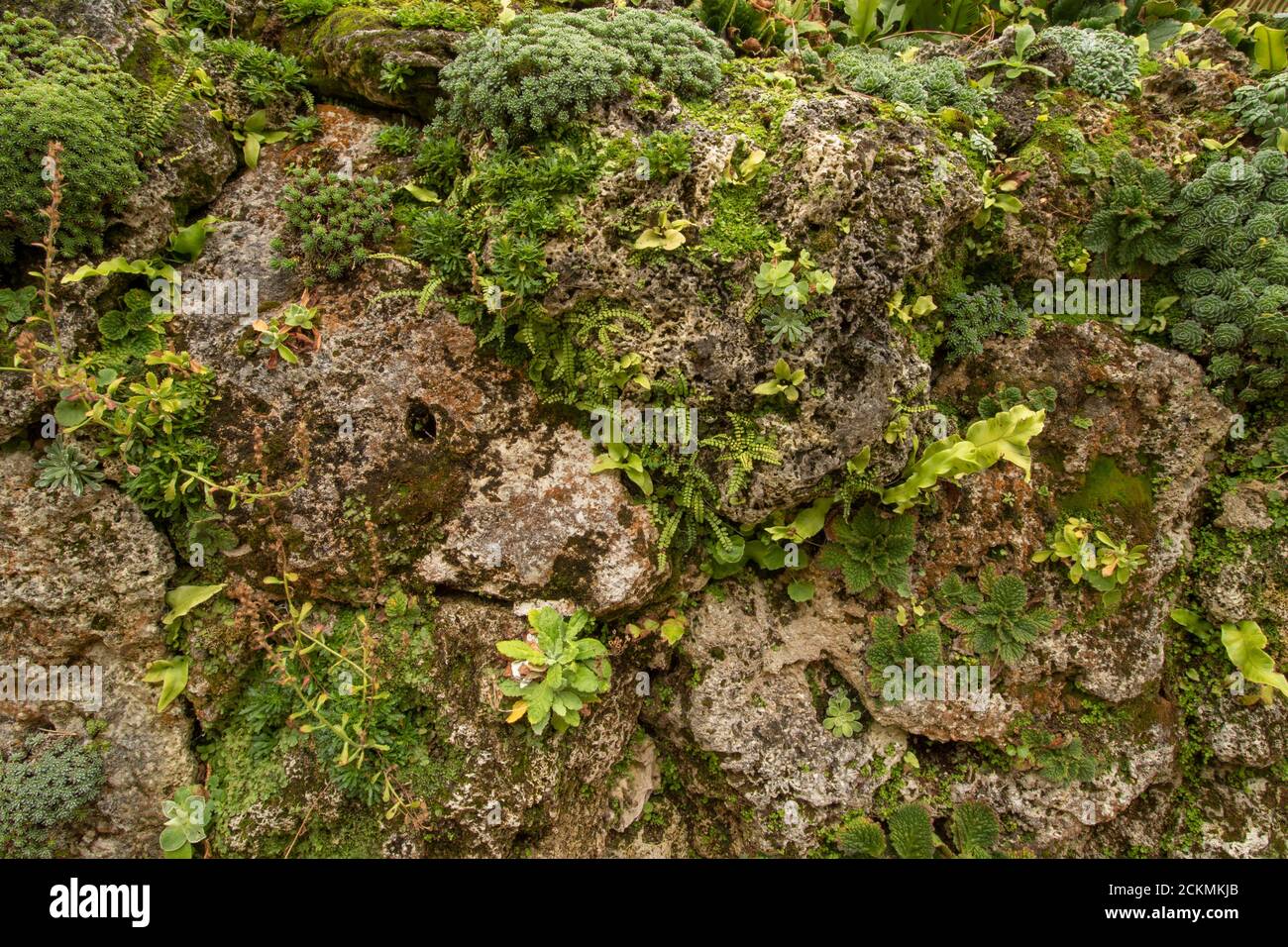 Environment friendly Green Wall (Living Wall Stock Photo - Alamy