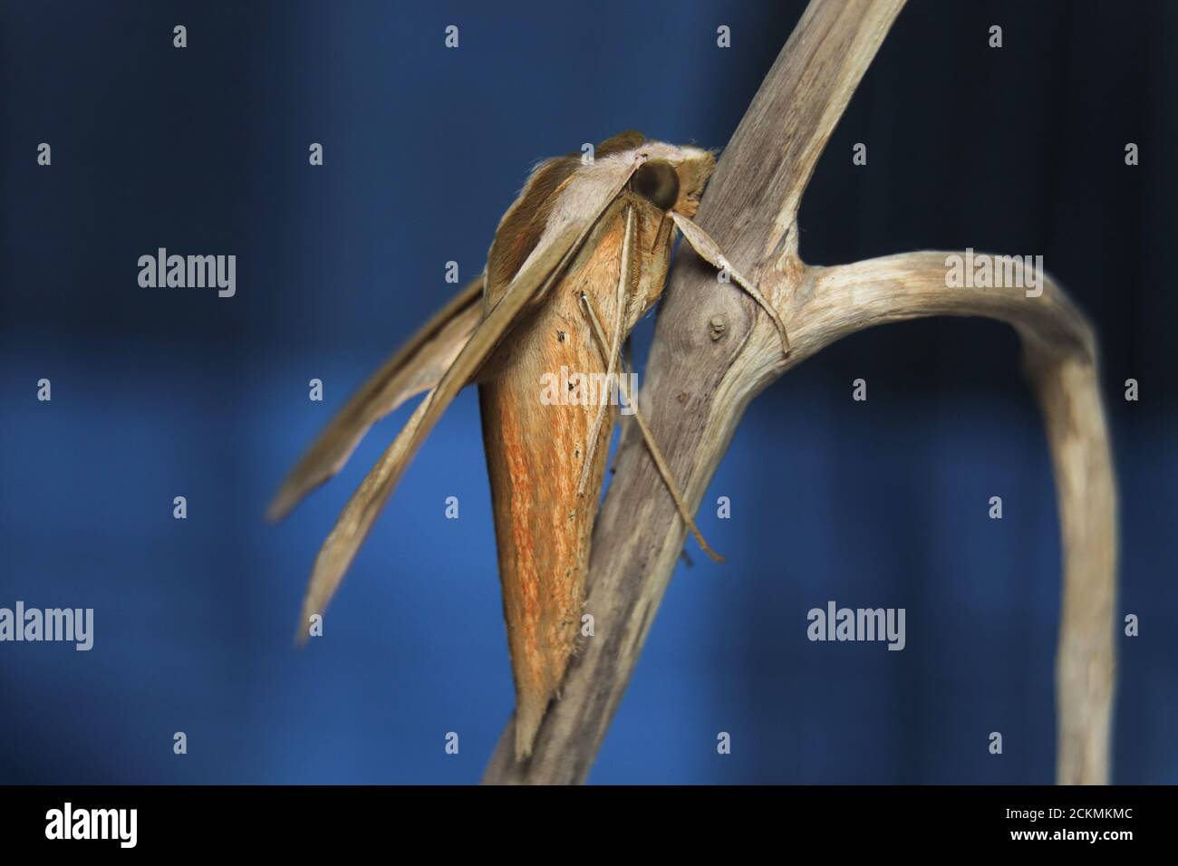 Brown-banded Hunter Hawk Moth (Theretra silhetensis Stock Photo - Alamy