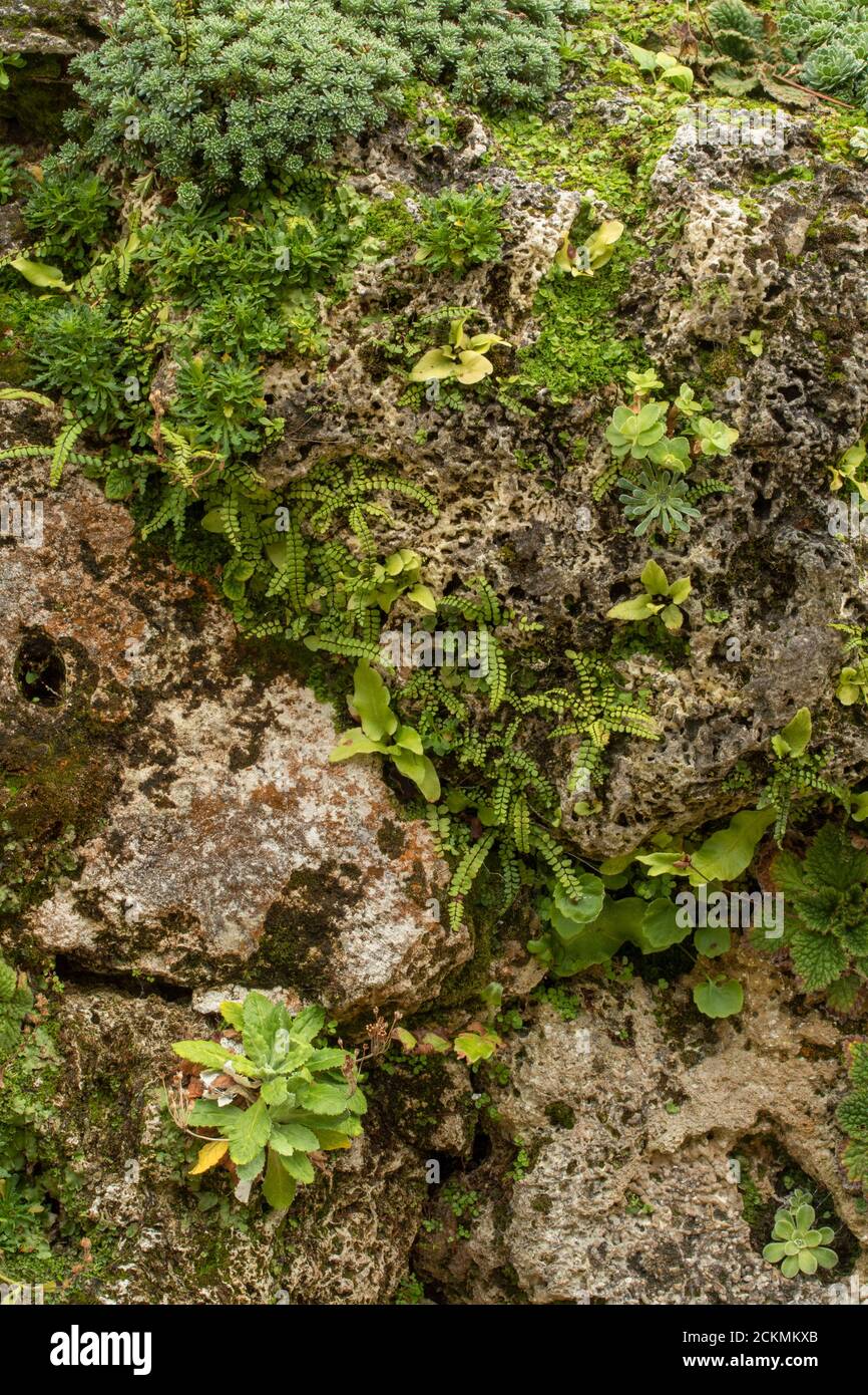 Environment friendly Green Wall (Living Wall Stock Photo - Alamy