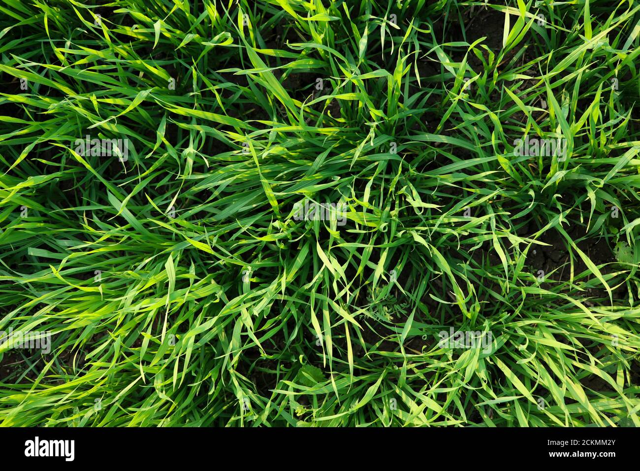 green grass stock photo Stock Photo - Alamy