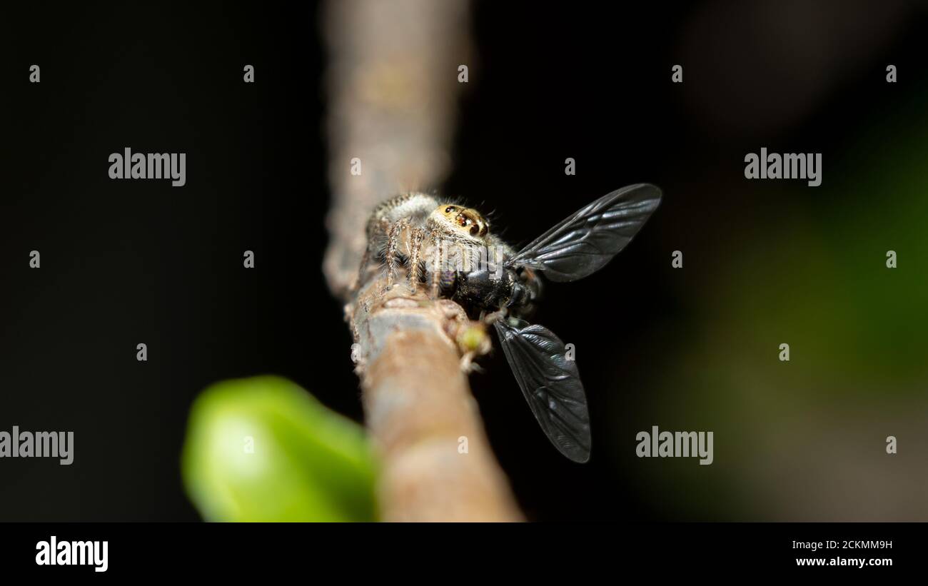 Hyllus Giganteus grabbing his food Stock Photo - Alamy
