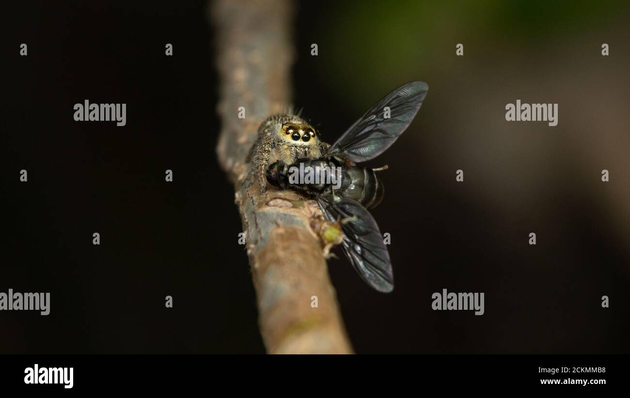 Hyllus giganteus hi-res stock photography and images - Alamy