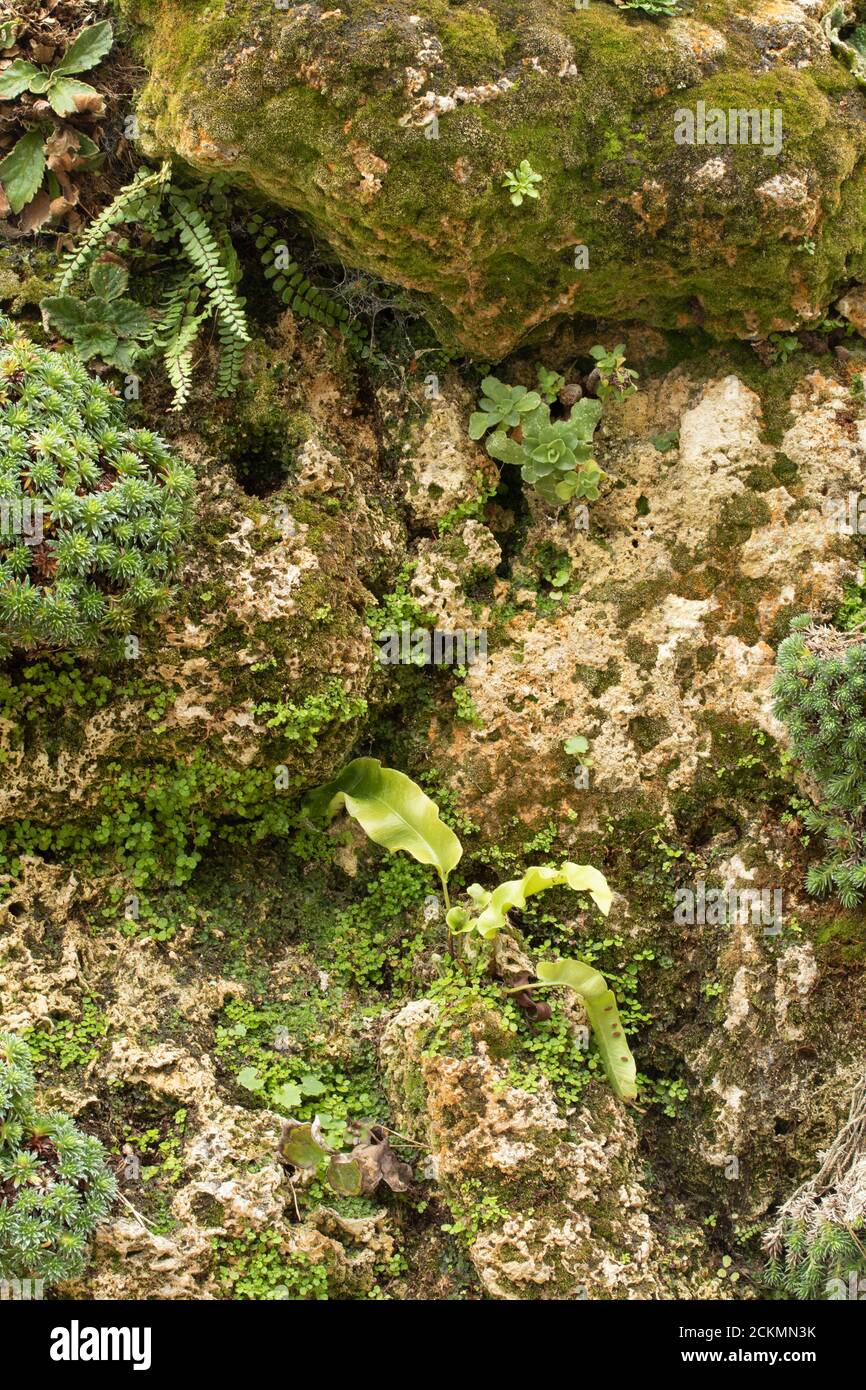 Environment friendly Green Wall (Living Wall Stock Photo - Alamy