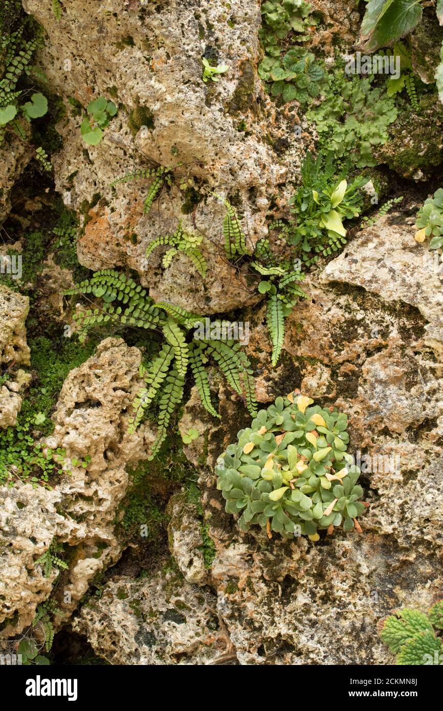 Environment friendly Green Wall (Living Wall Stock Photo - Alamy