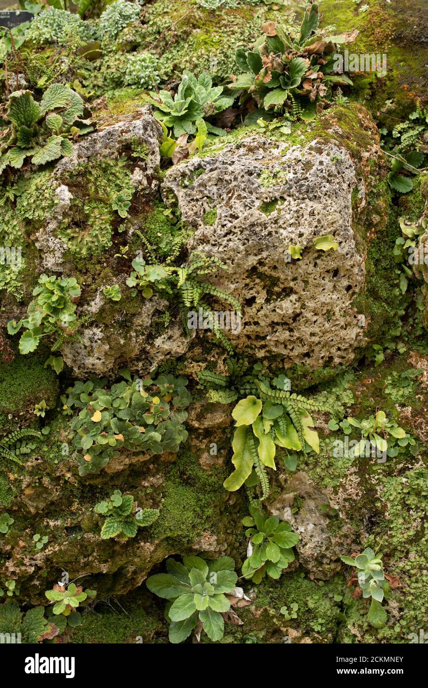 Environment friendly Green Wall (Living Wall Stock Photo - Alamy