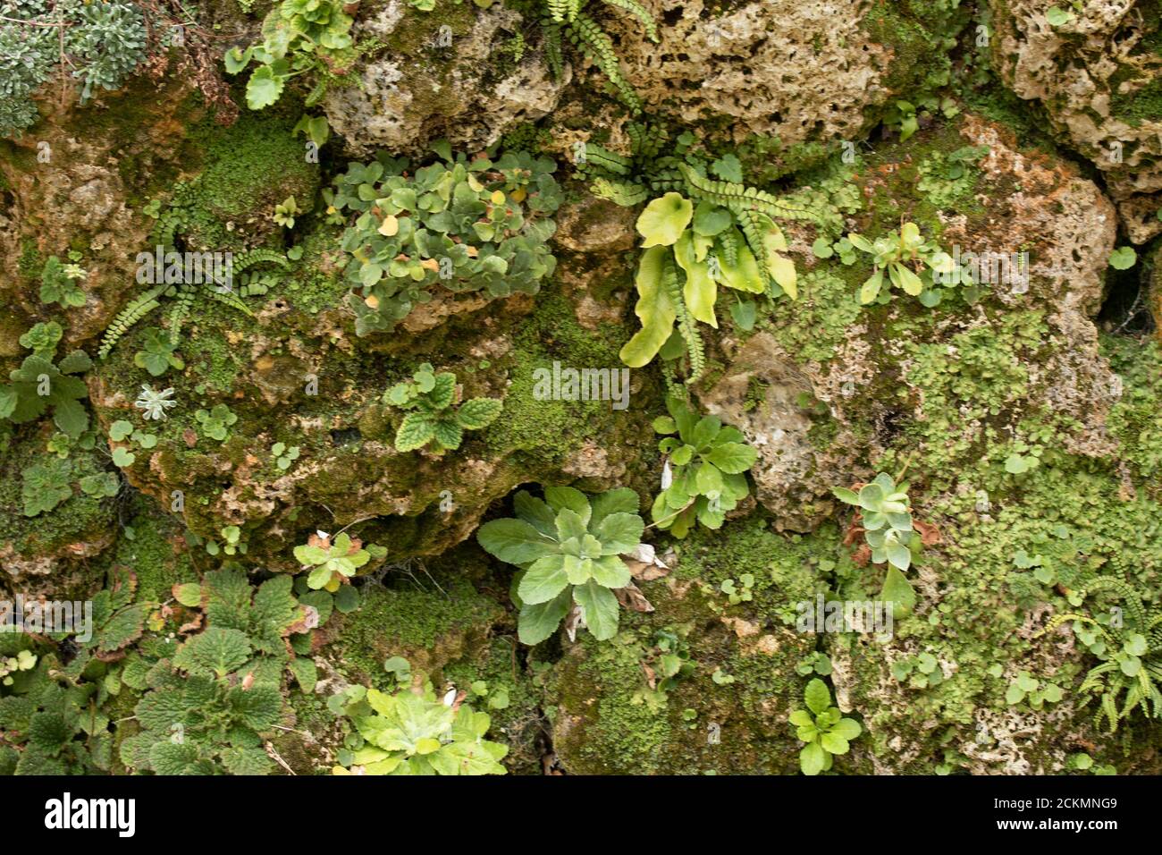 Environment friendly Green Wall (Living Wall Stock Photo - Alamy