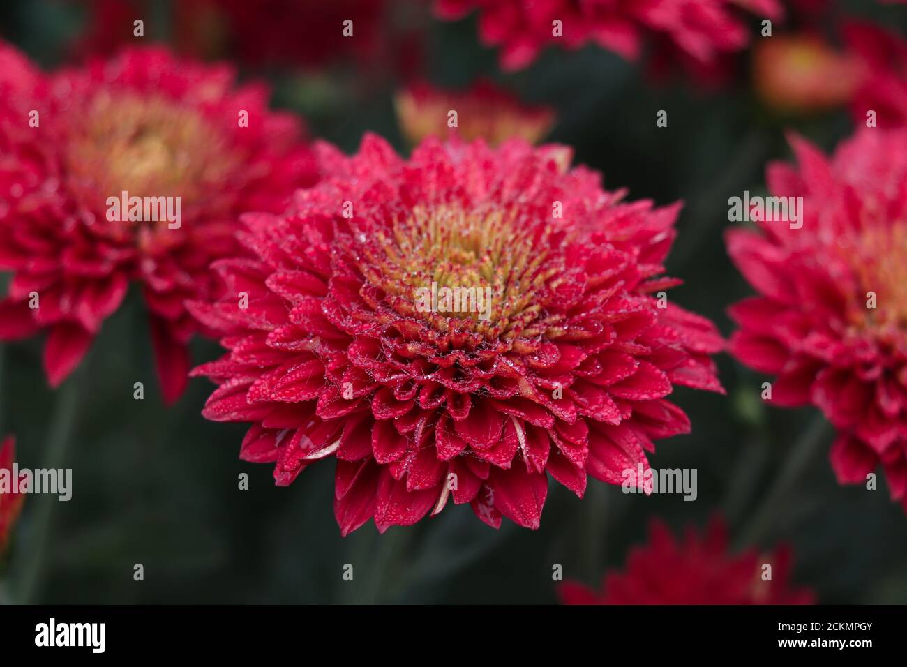 Red flower stock photo Stock Photo - Alamy