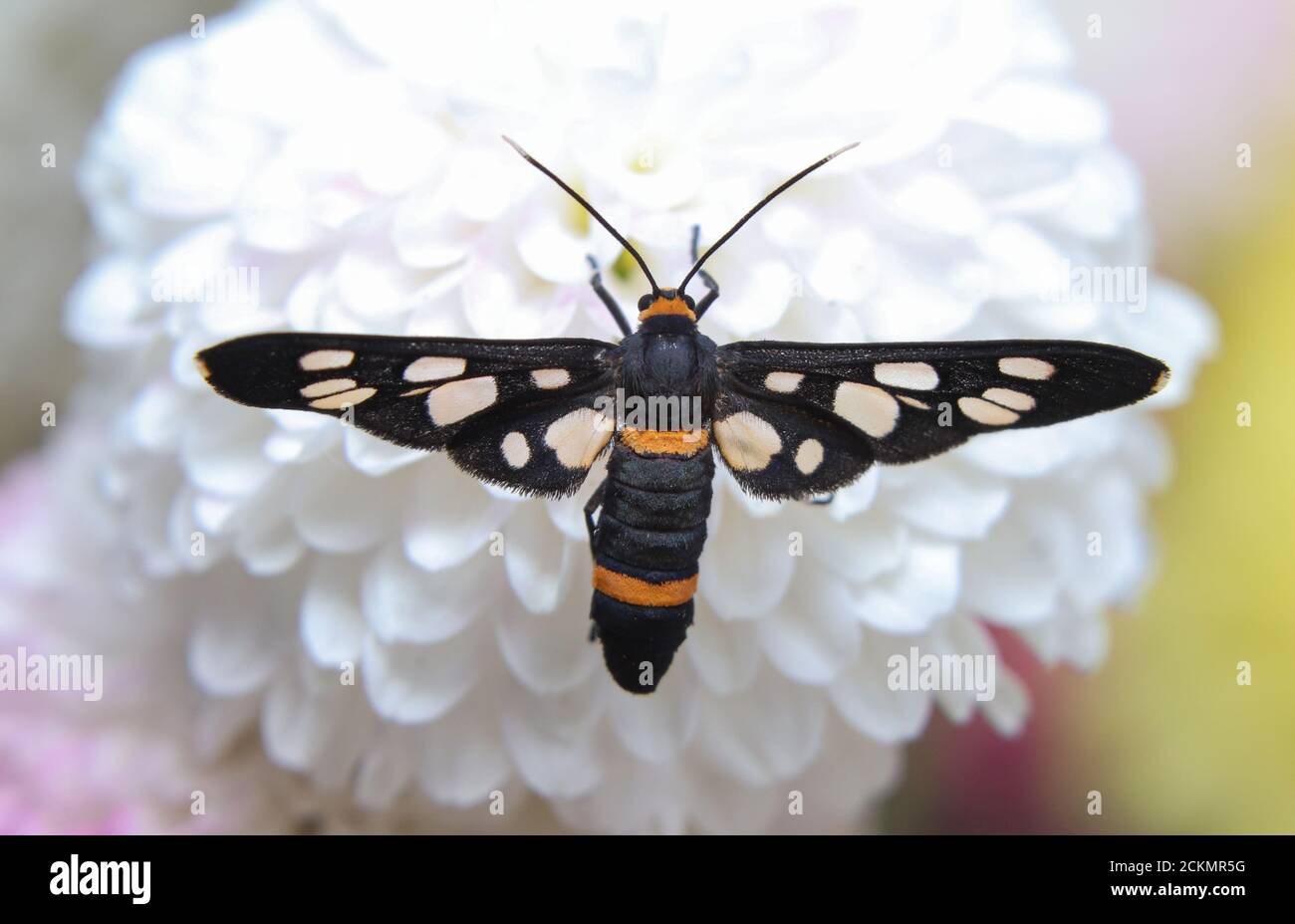 The handmaiden moth(Amata cyssea) sit on a flower Stock Photo - Alamy
