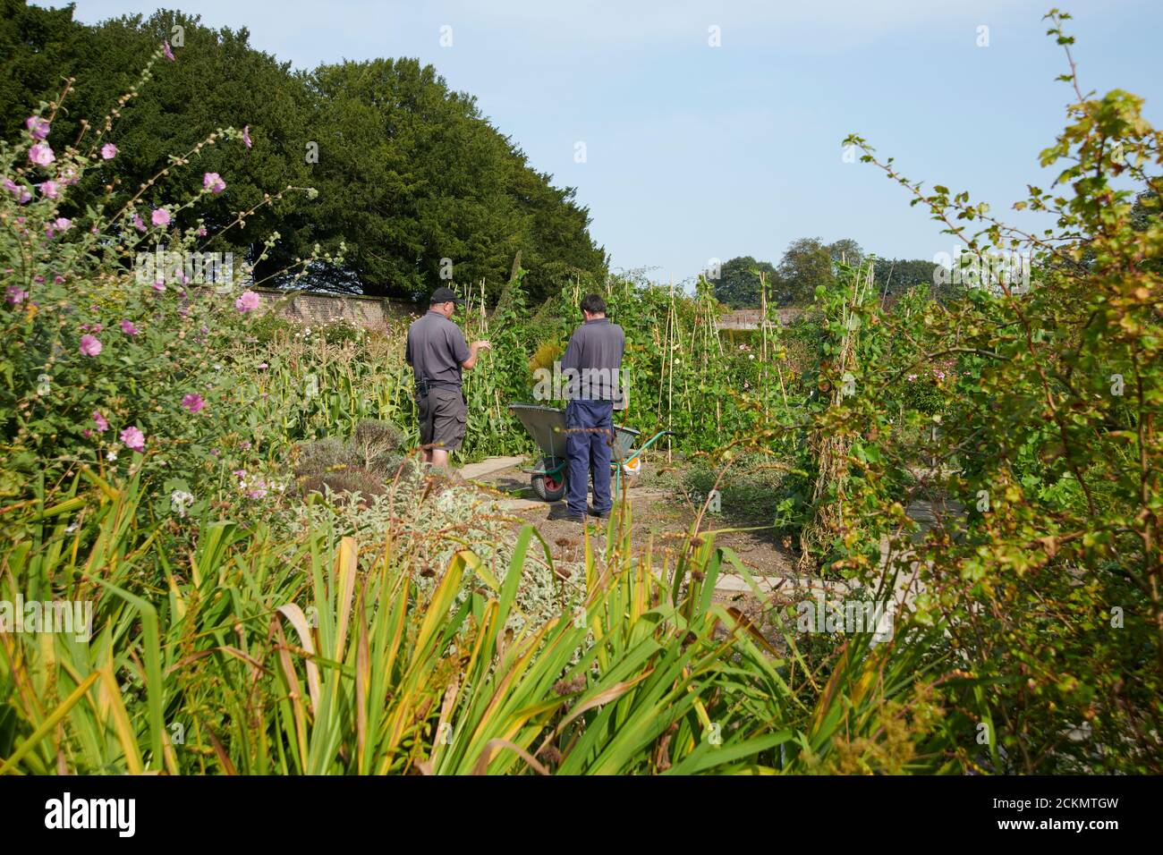 Gardeners working hard weeding between rows in a vegetable garden Stock ...