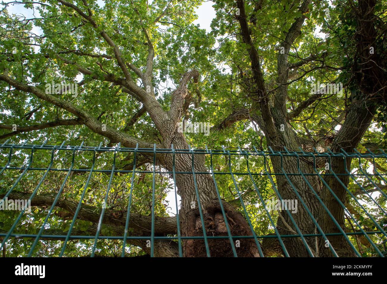 Ruislip, Middlesex, UK. 11th September, 2020. The limb of an oak tree ...