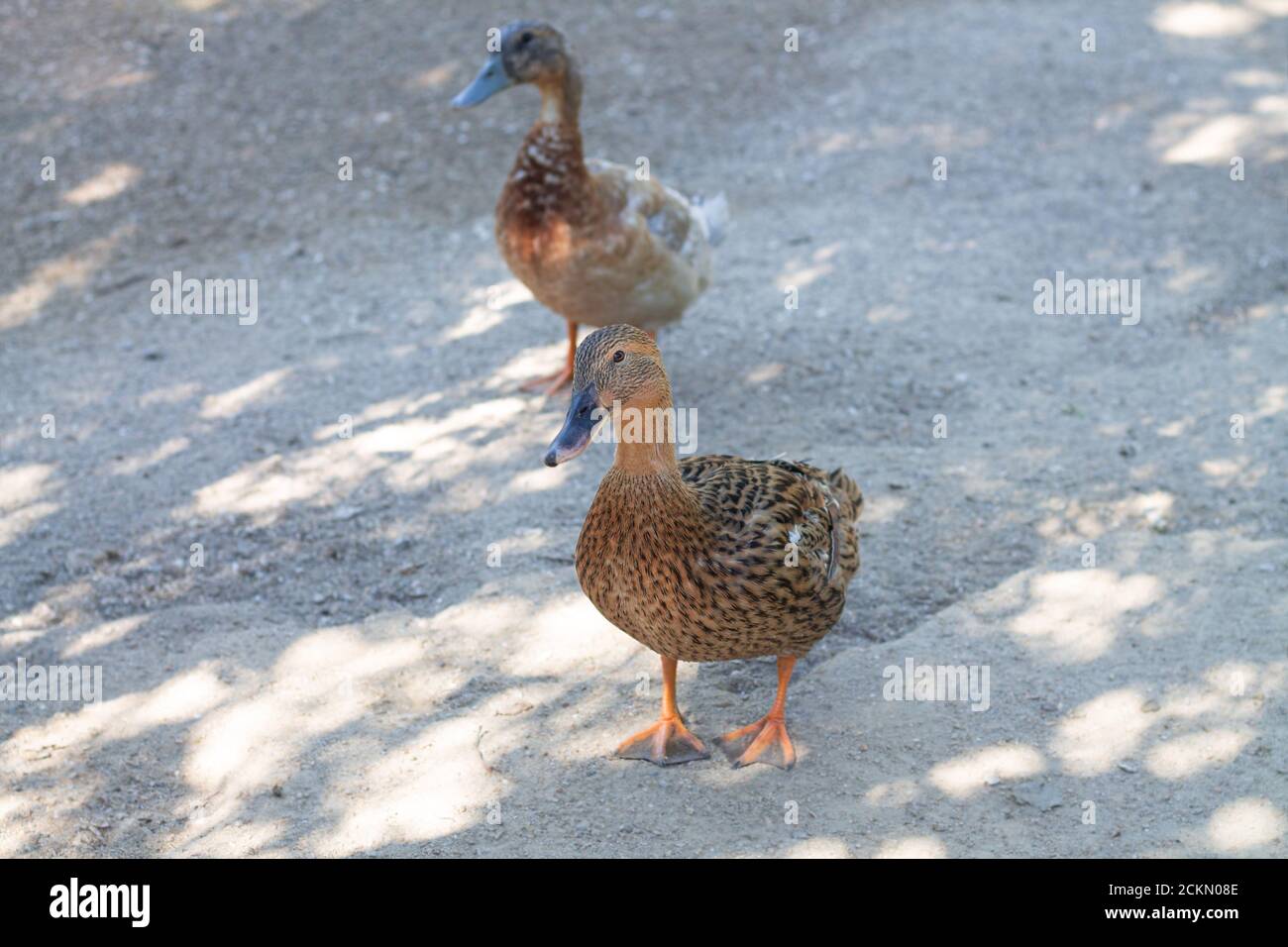 Fat duck female hi-res stock photography and images - Alamy