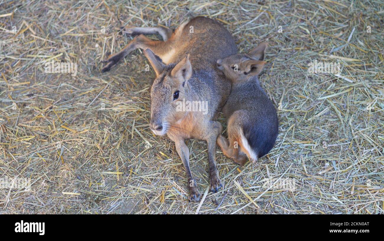 Patagonian Cavy Babies Tri Colored