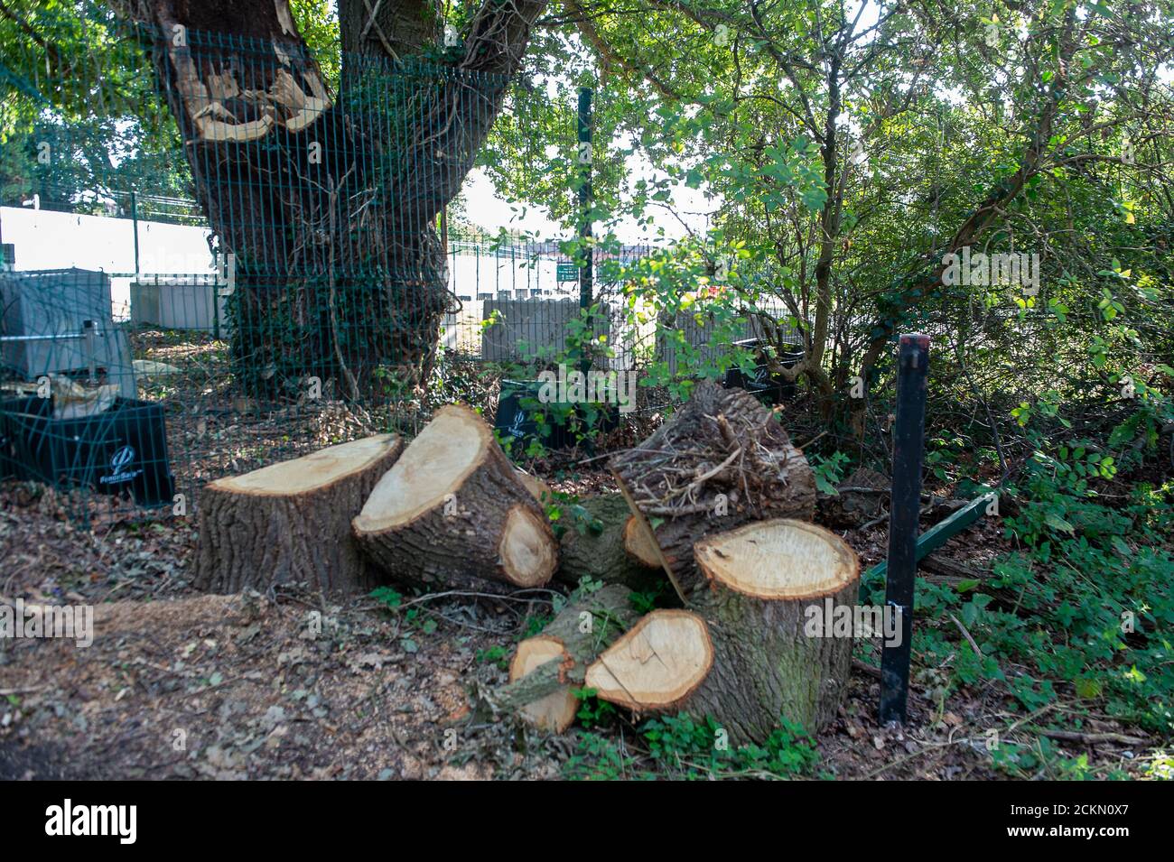 Ruislip, Middlesex, UK. 11th September, 2020. The limb of an oak tree ...