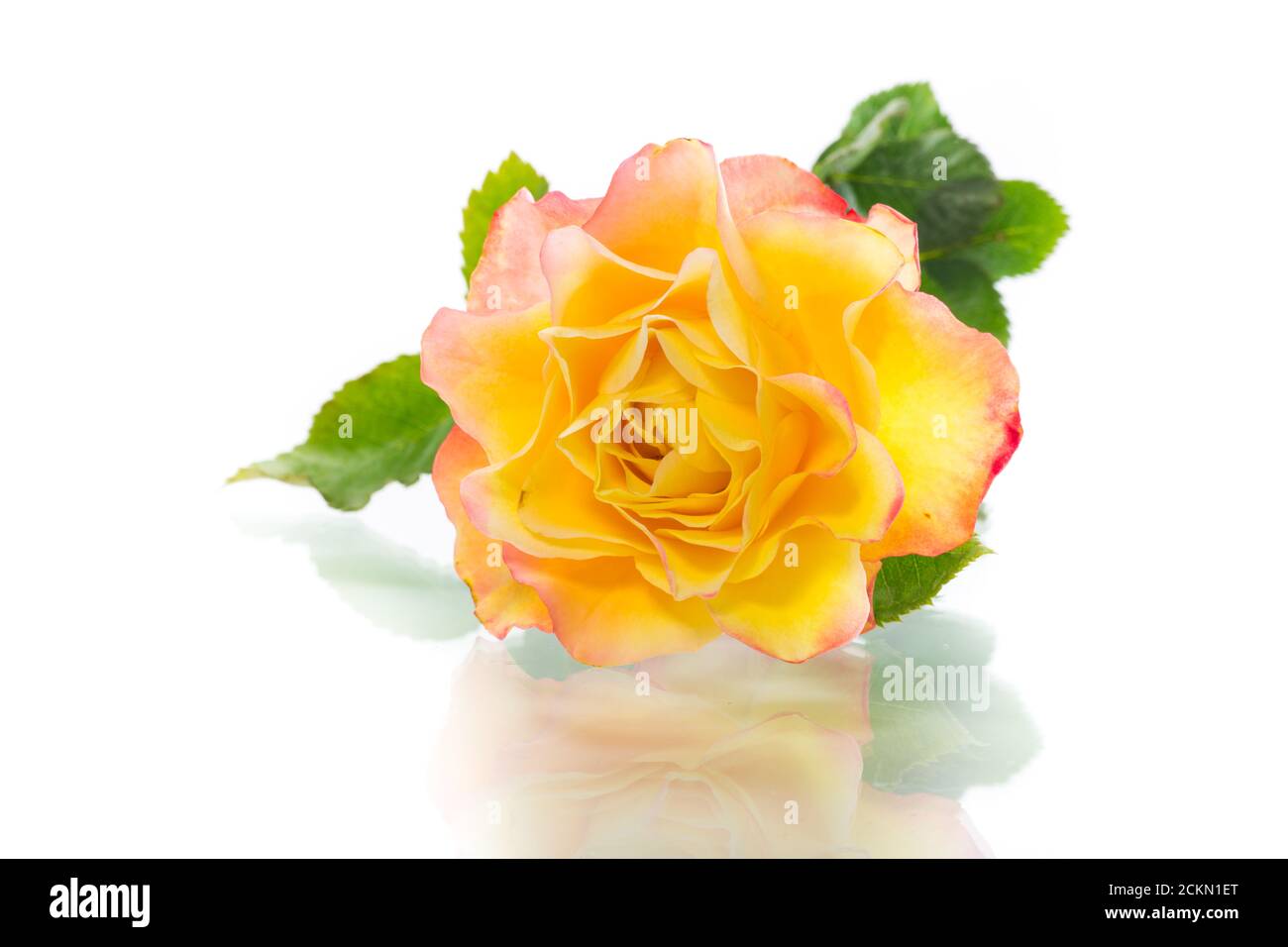 Yellow rose with green leaves, isolation on white Stock Photo - Alamy