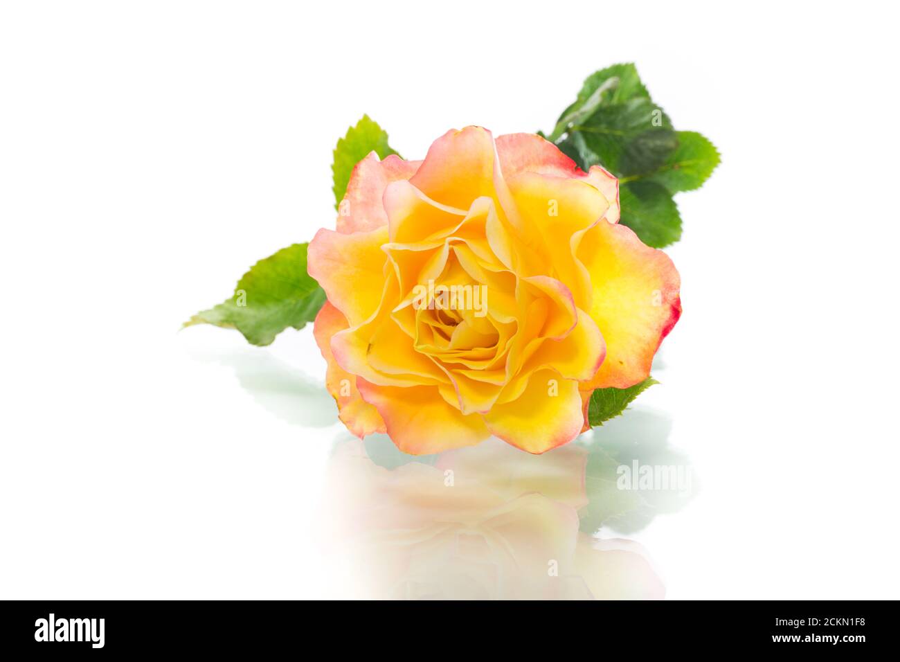 Yellow rose with green leaves, isolation on white Stock Photo - Alamy