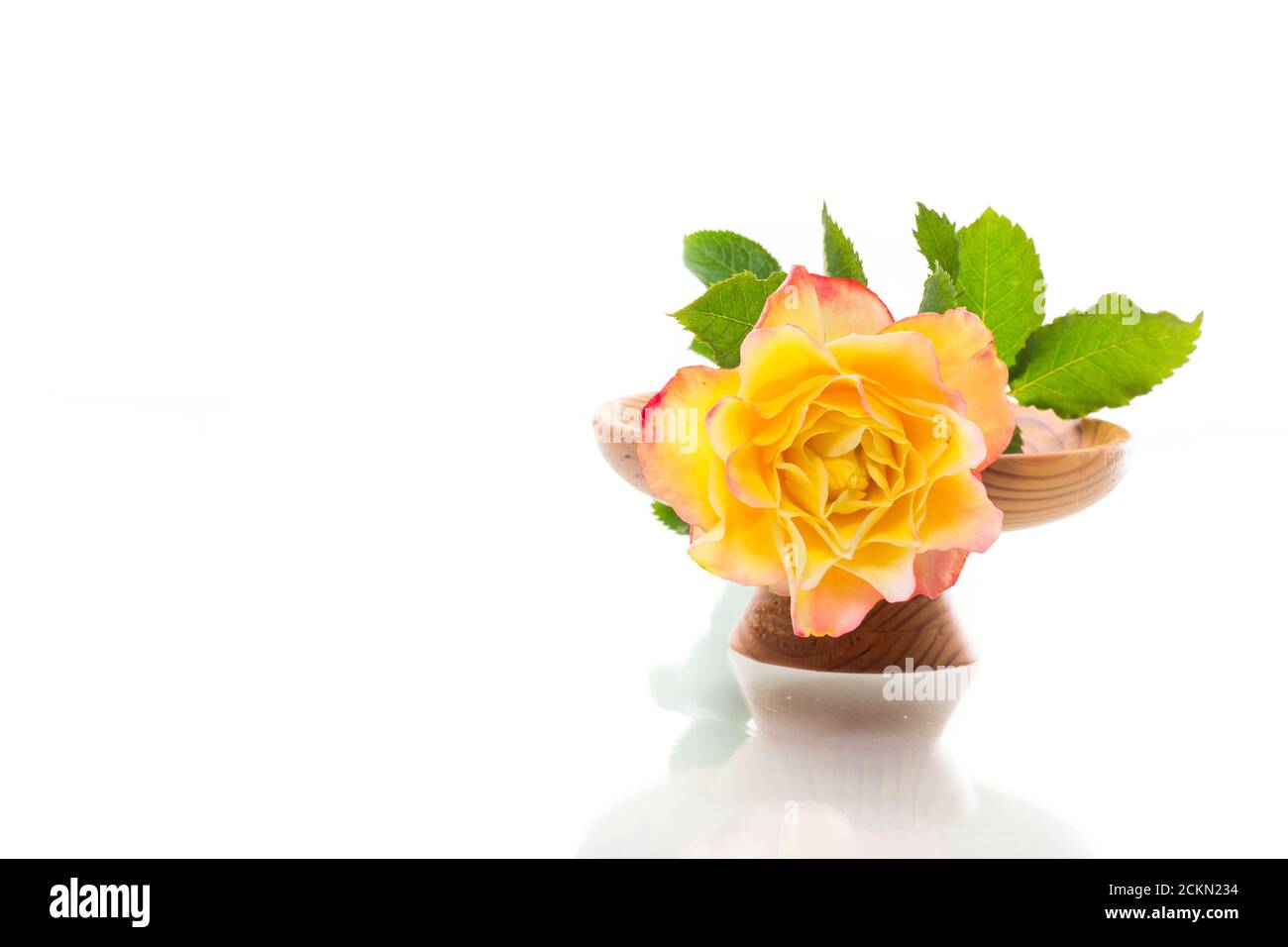 Yellow rose with green leaves, isolation on white Stock Photo - Alamy