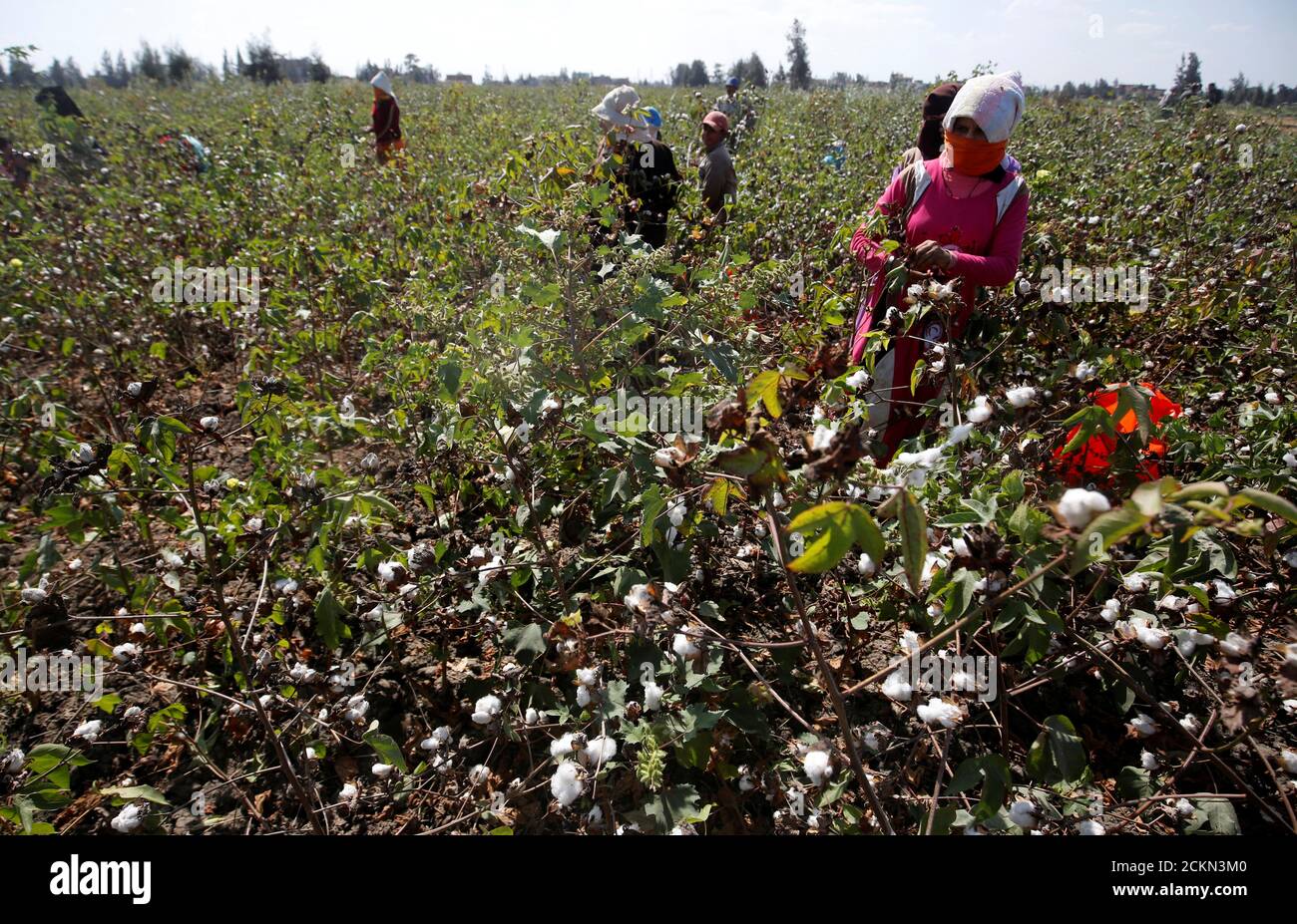 Egypt cotton harvest hi-res stock photography and images - Alamy