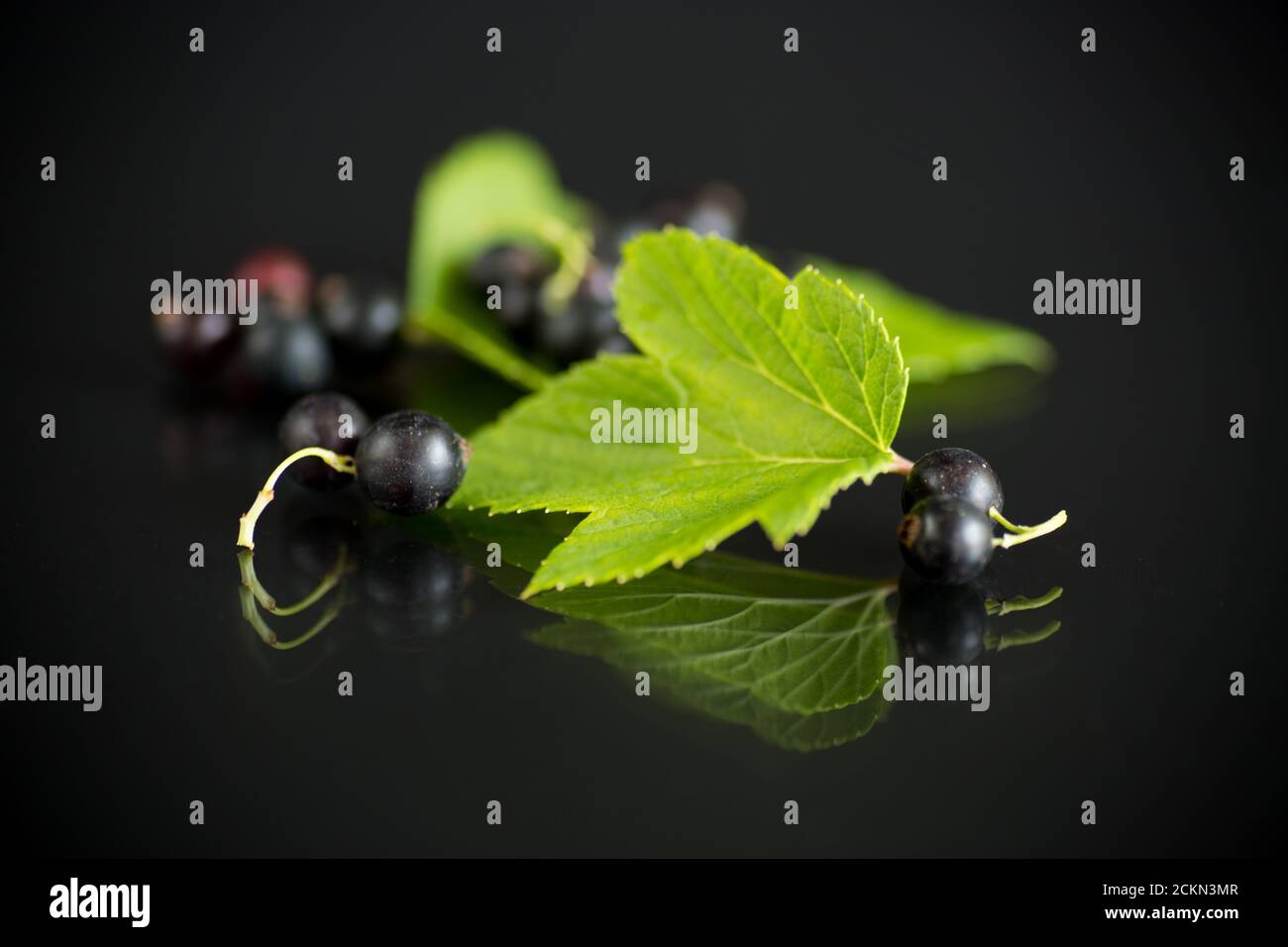ripe black currants with leaves on black background Stock Photo - Alamy